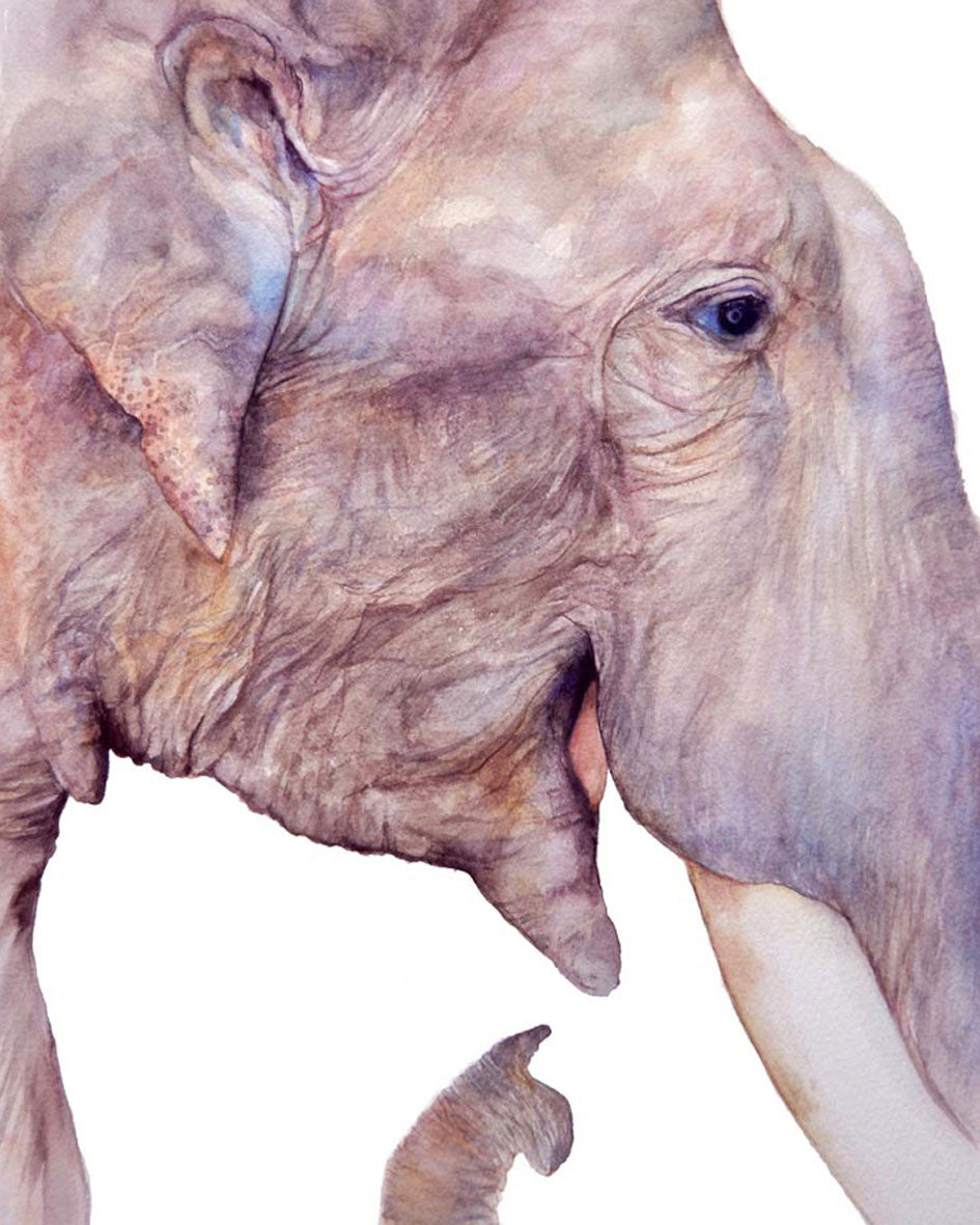 Nature paintings and illustrations – Hazel Adams