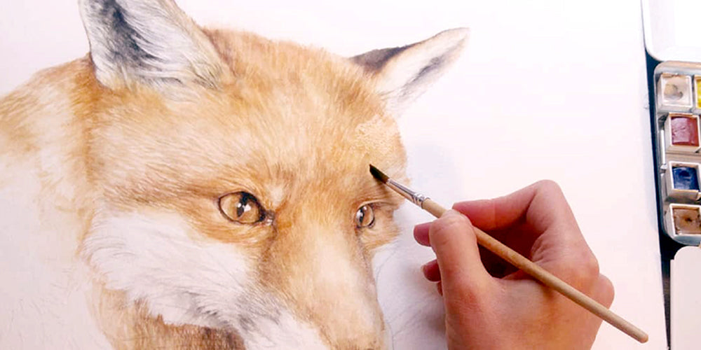 Wildlife Illustrations & Paintings – Hazel Adams Illustrations