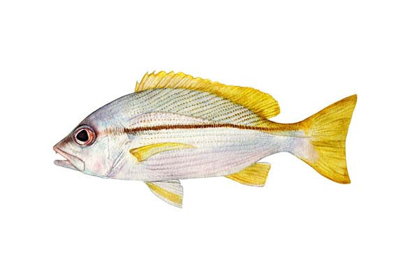 Brownstripe Red Snapper – Hazel Adams