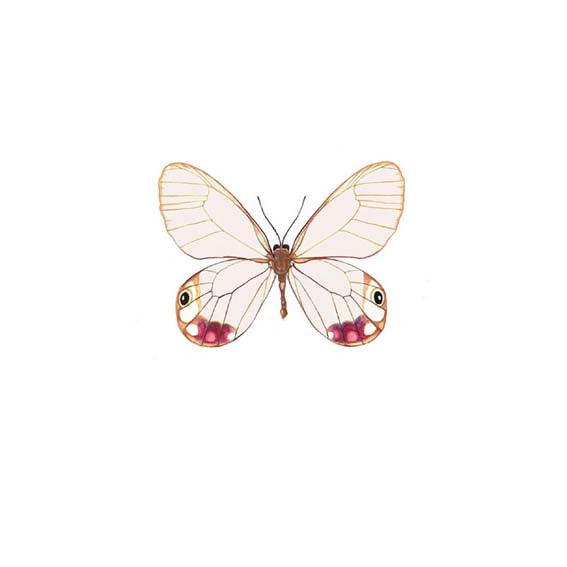 Glasswing Butterfly – Hazel Adams